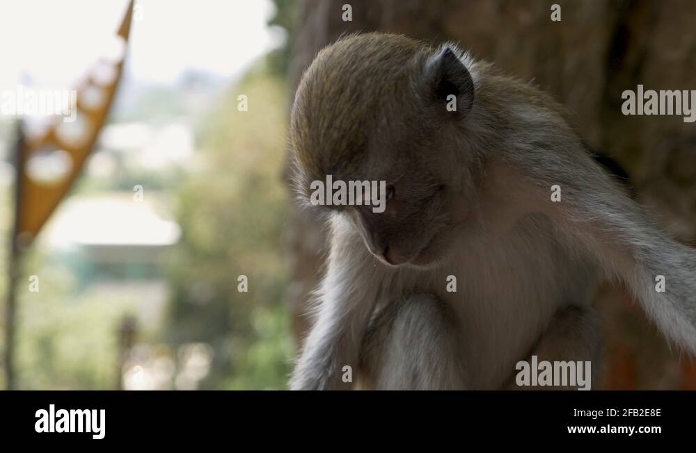 Long tailed creature Stock Videos & Footage - HD and 4K Video Clips - Alamy