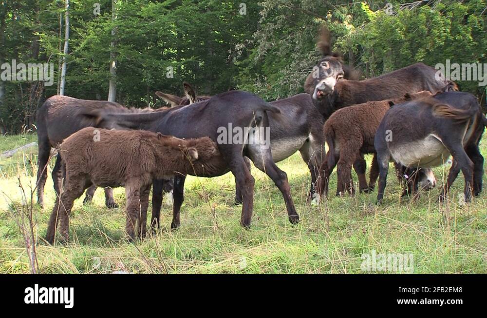 Donkey mother spring Stock Videos & Footage - HD and 4K Video Clips - Alamy