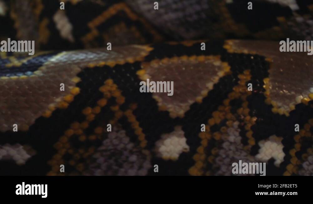 Doctor Putting Drip in Reticulated Python (Python Reticulatus) Snake ...