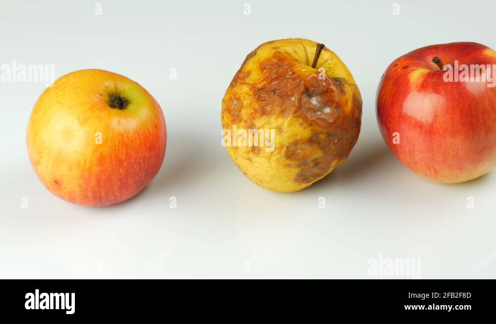 Rotten apple core Stock Videos & Footage - HD and 4K Video Clips - Alamy