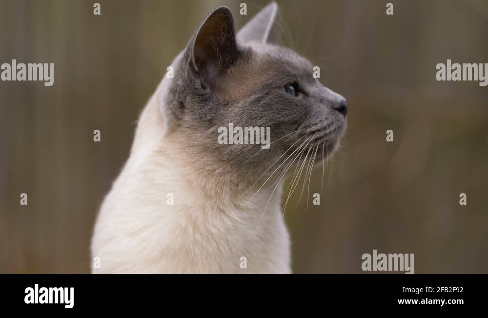 Cat (ragdoll & British short-hair mix) in garden during spring Stock ...