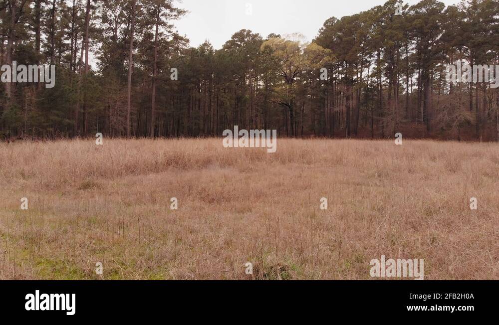 Woodland meadow deep in the forest with tall grasses and flying insects ...