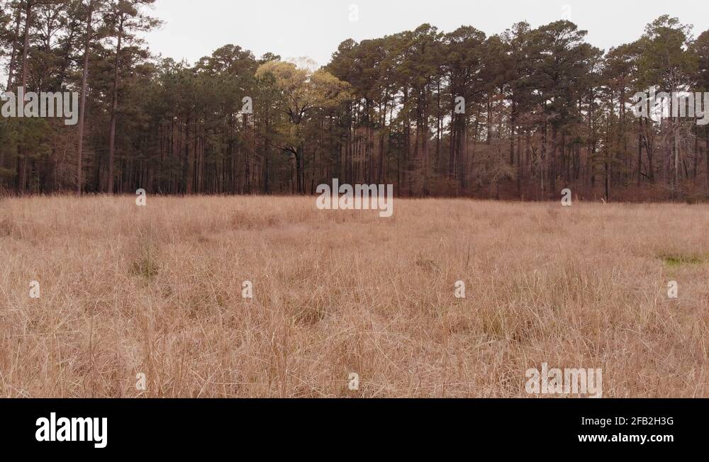 Woodland meadow deep in the forest with tall grasses and pine trees ...