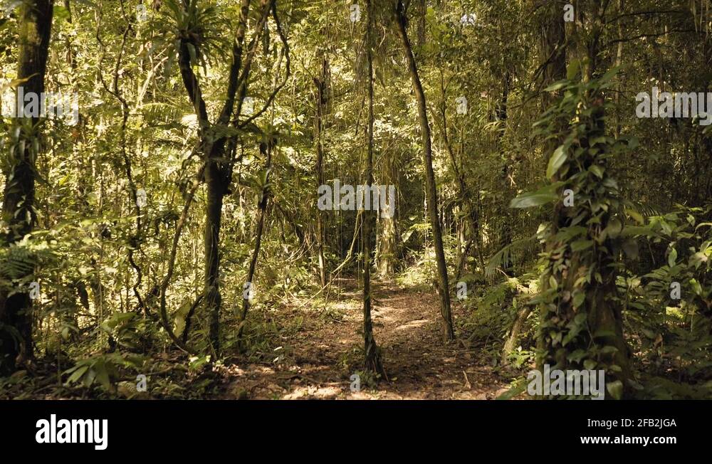 Deep summer green amazon tropical Stock Videos & Footage - HD and 4K ...