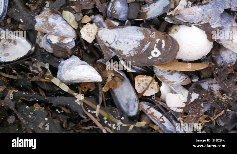 Beach full of shells Stock Videos & Footage - HD and 4K Video Clips - Alamy