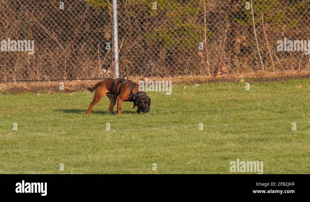 Hound hunting scent Stock Videos & Footage - HD and 4K Video Clips - Alamy