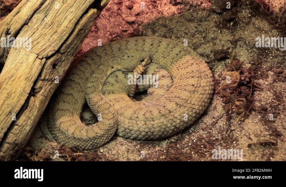 Venomous snake fang Stock Videos & Footage - HD and 4K Video Clips - Alamy