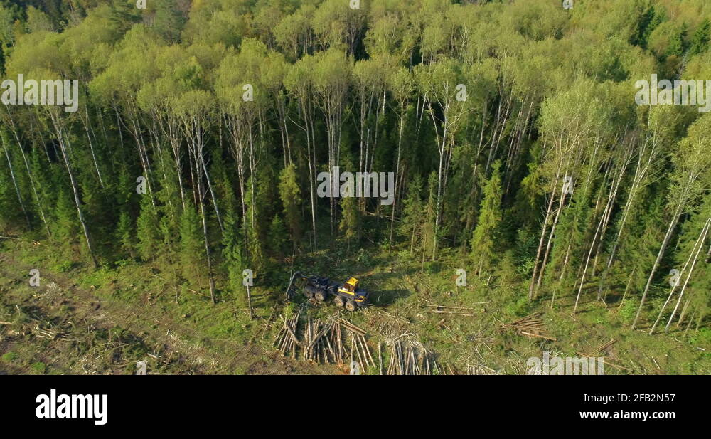 Logging machine cutting down trees, cutting branches and fold the ...
