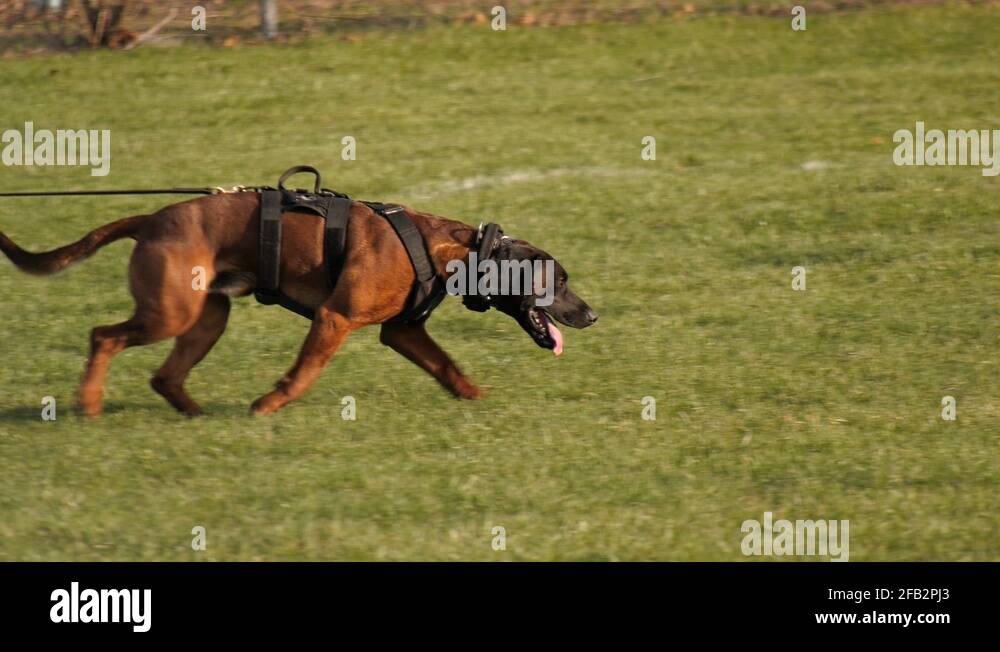 K9 harness Stock Videos & Footage - HD and 4K Video Clips - Alamy