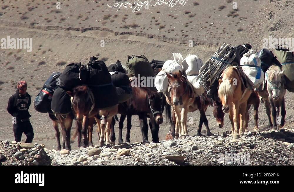Caravan of donkeys in nepal nepal Stock Videos & Footage - HD and 4K ...