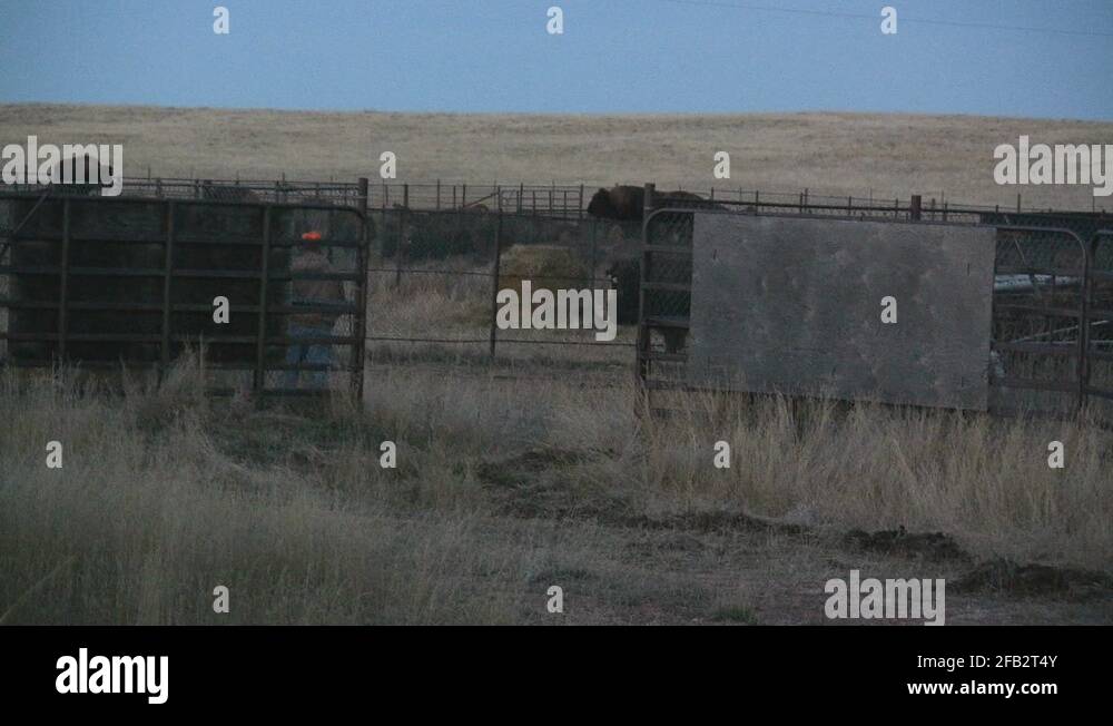 Bison meat native americans Stock Videos & Footage - HD and 4K Video ...