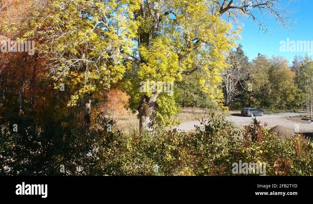 Lifting tree car Stock Videos & Footage - HD and 4K Video Clips - Alamy