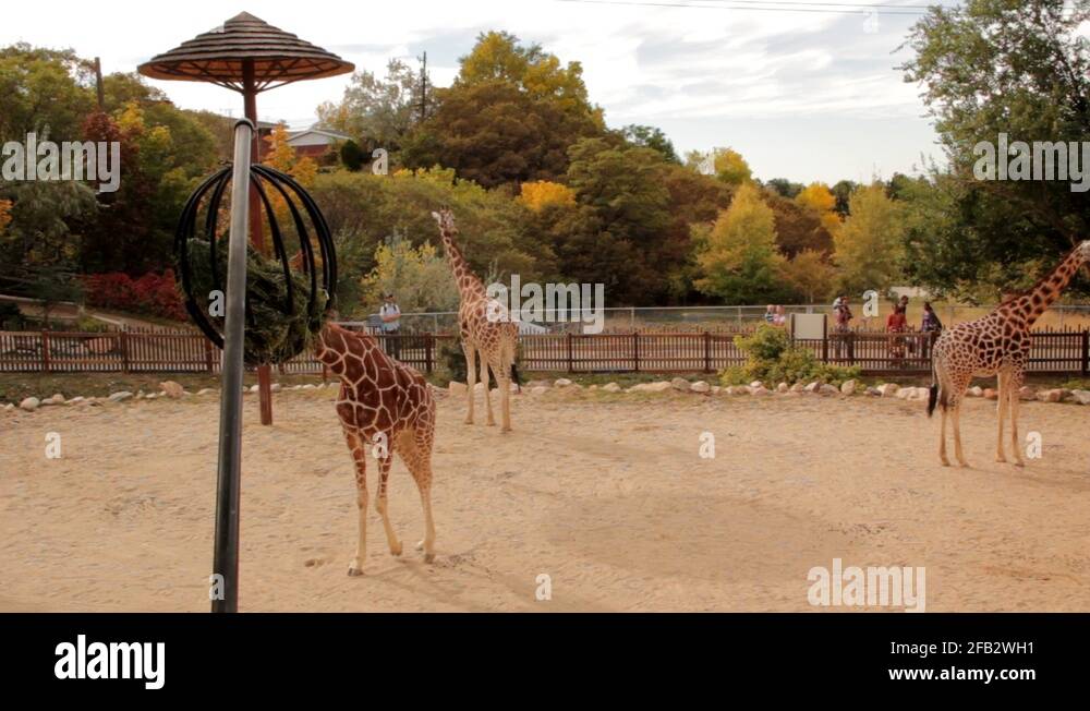 Africa zoo people Stock Videos & Footage - HD and 4K Video Clips - Alamy