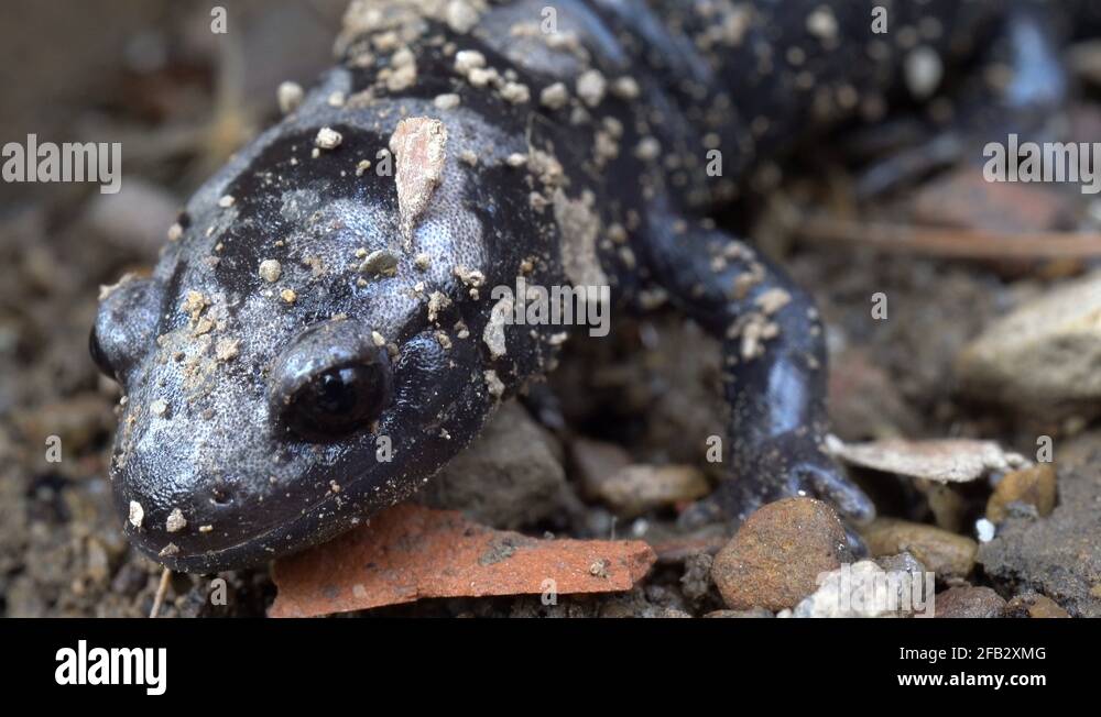 Extreme closeup of spotted salamander’s head shot from side with head ...