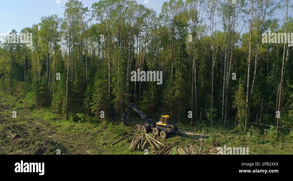 Logging machine cutting down trees, cutting branches and fold the ...