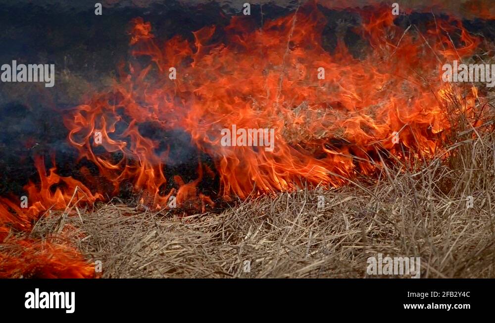 Fire elemental Stock Videos & Footage - HD and 4K Video Clips - Alamy