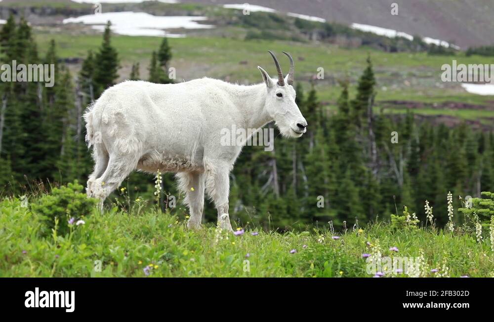 Forest lamb Stock Videos & Footage - HD and 4K Video Clips - Alamy