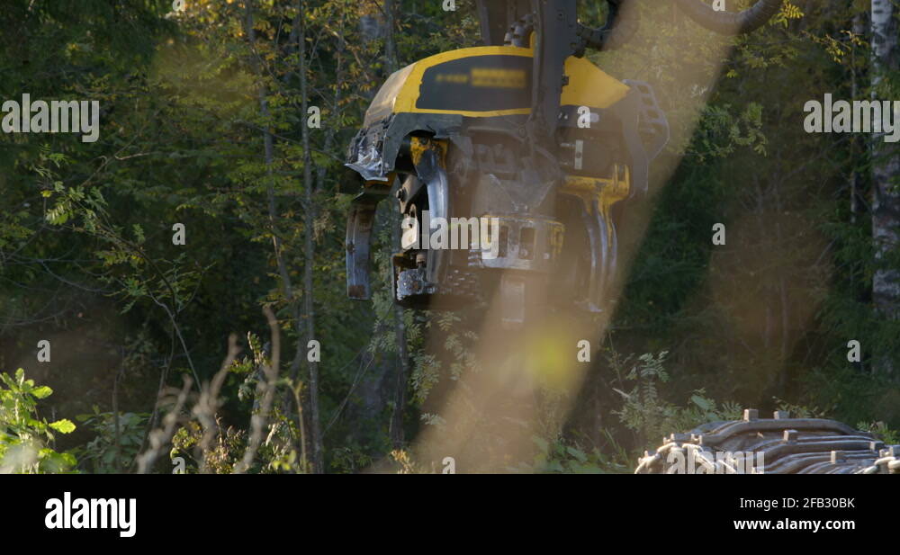 Logging machine moves to the place of work where it will cut down trees ...