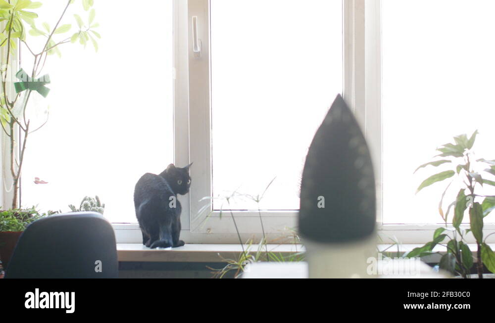 Cat through a window Stock Videos & Footage - HD and 4K Video Clips - Alamy