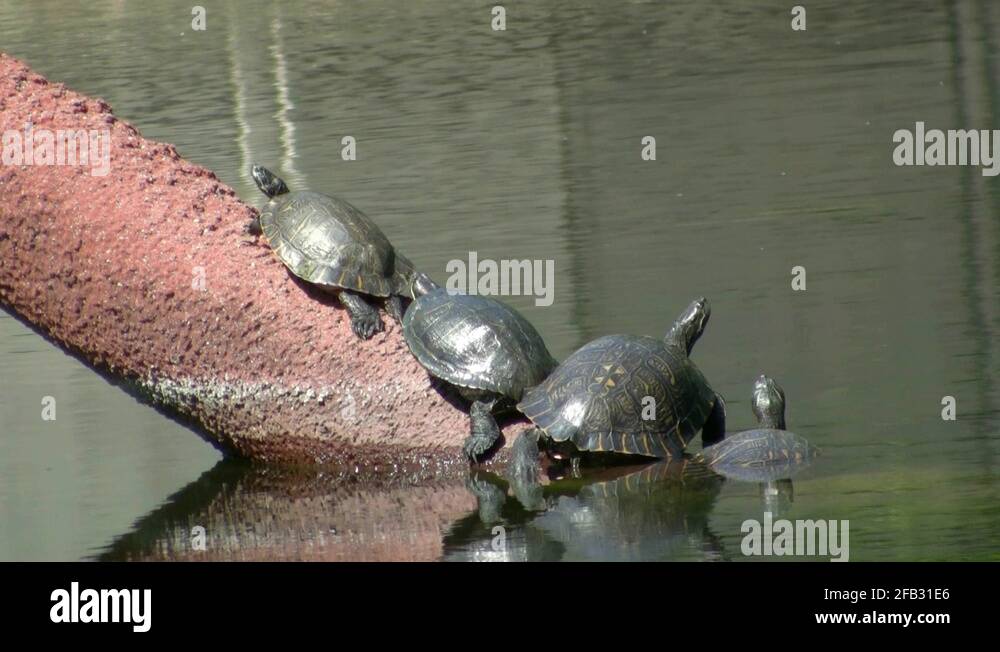 Turtles basking in sun Stock Videos & Footage - HD and 4K Video Clips ...