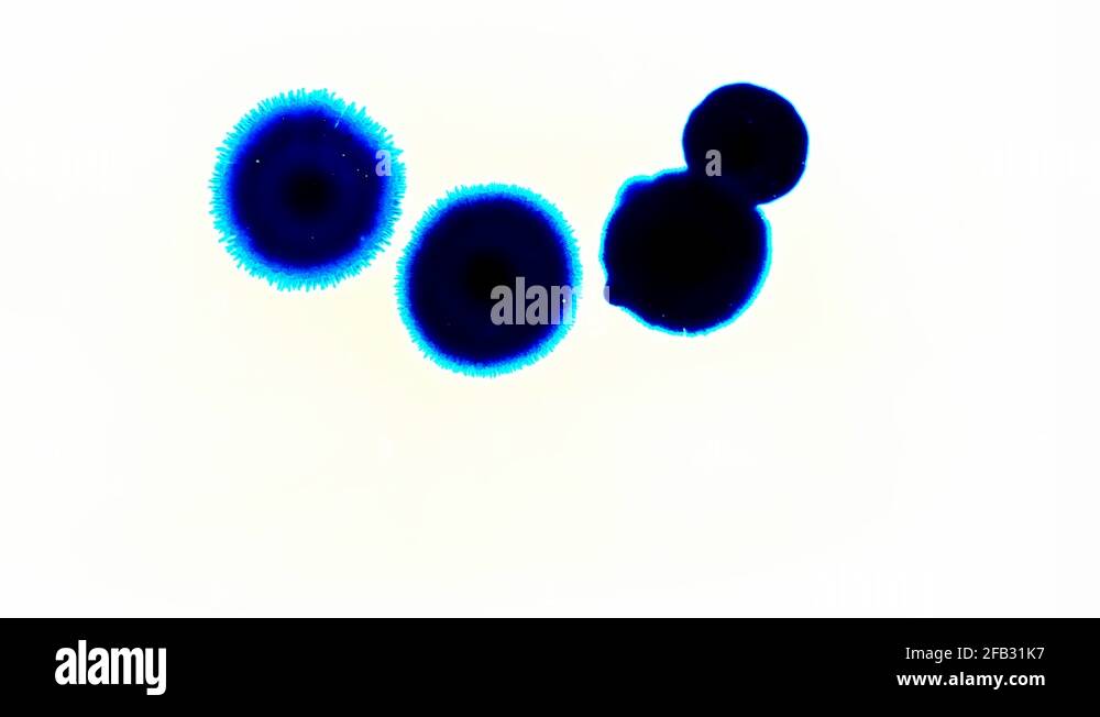 Blue bleed Stock Videos & Footage - HD and 4K Video Clips - Alamy