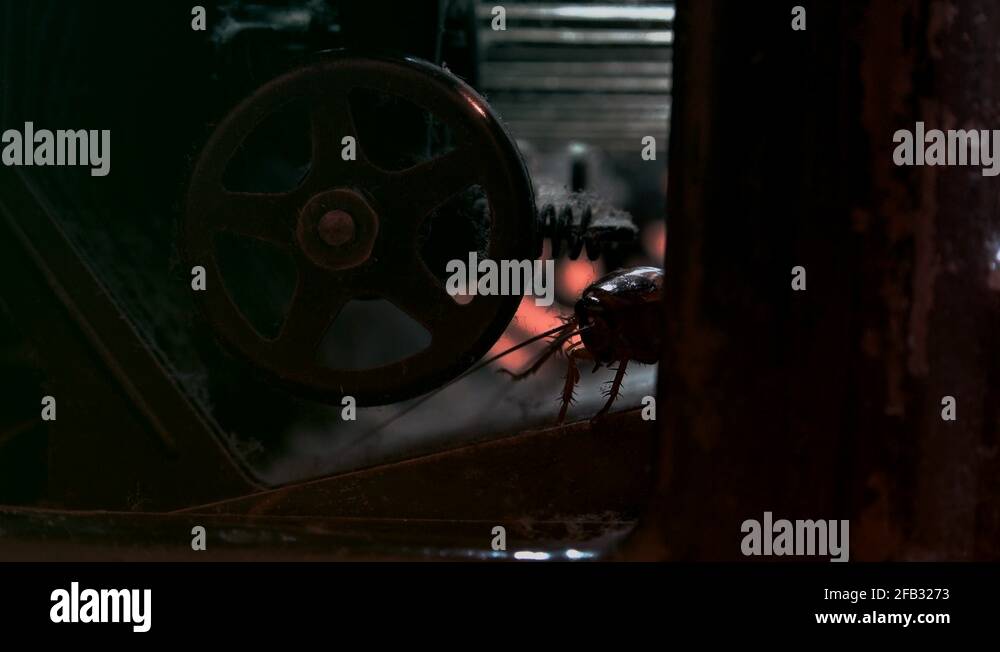 Massive american cockroach,hidden in an old and dusty mechanisms ...
