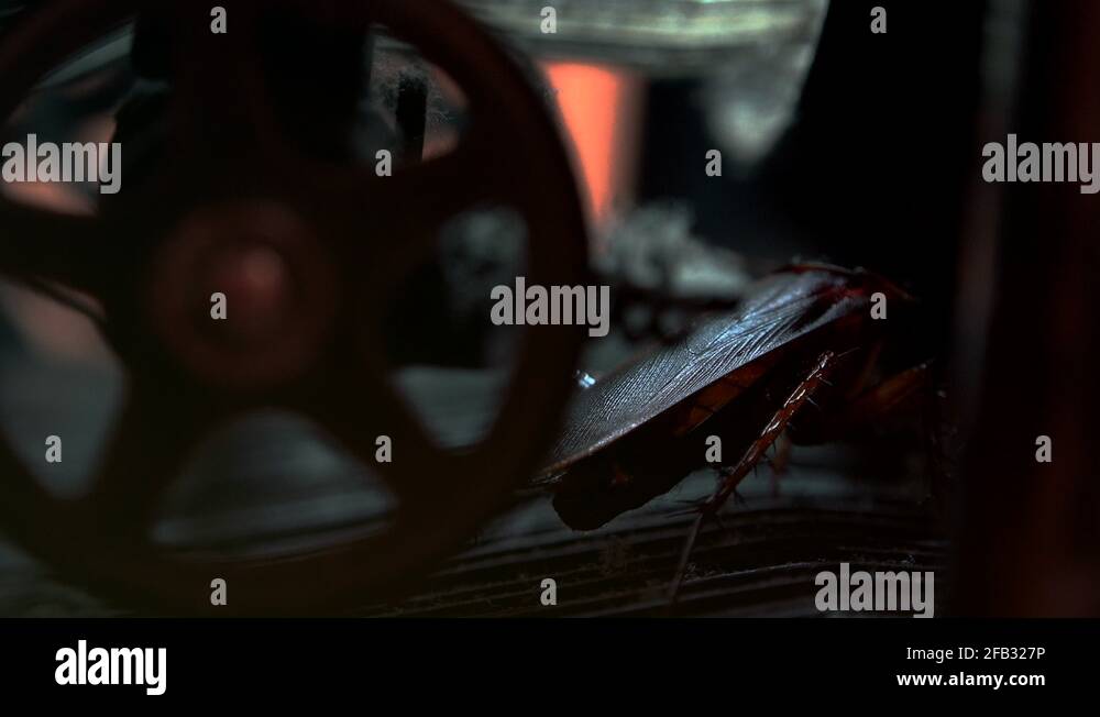 Massive american cockroach,hidden in an old and dusty mechanisms ...