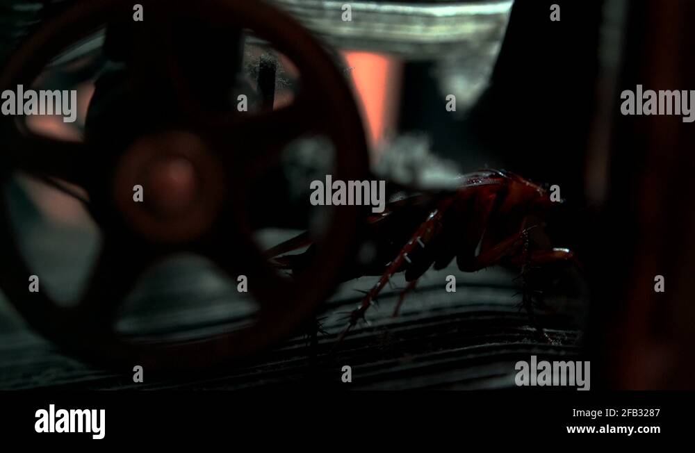 Massive american cockroach,hidden in an old and dusty mechanisms ...