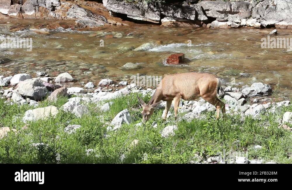 Cameron marsh Stock Videos & Footage - HD and 4K Video Clips - Alamy