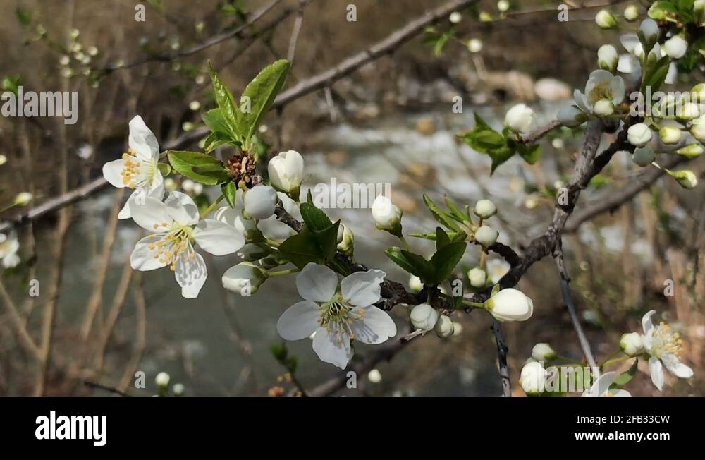 Wax Cherry Tree Stock Videos And Footage Hd And 4k Video Clips Alamy