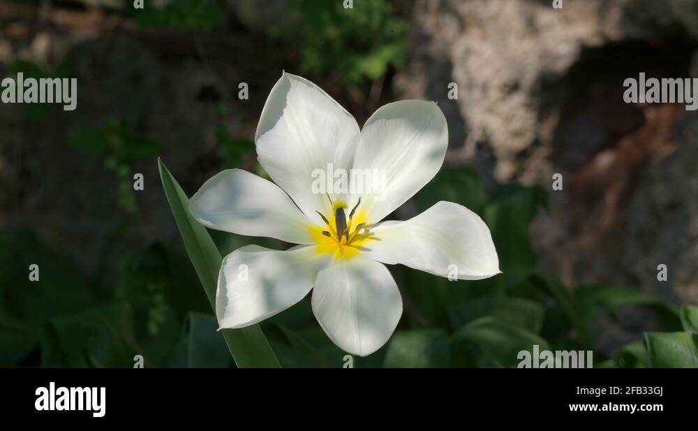 Stand alone flower Stock Videos & Footage - HD and 4K Video Clips - Alamy