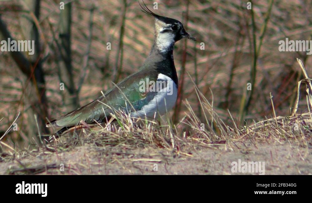 Breeding male plover Stock Videos & Footage - HD and 4K Video Clips - Alamy
