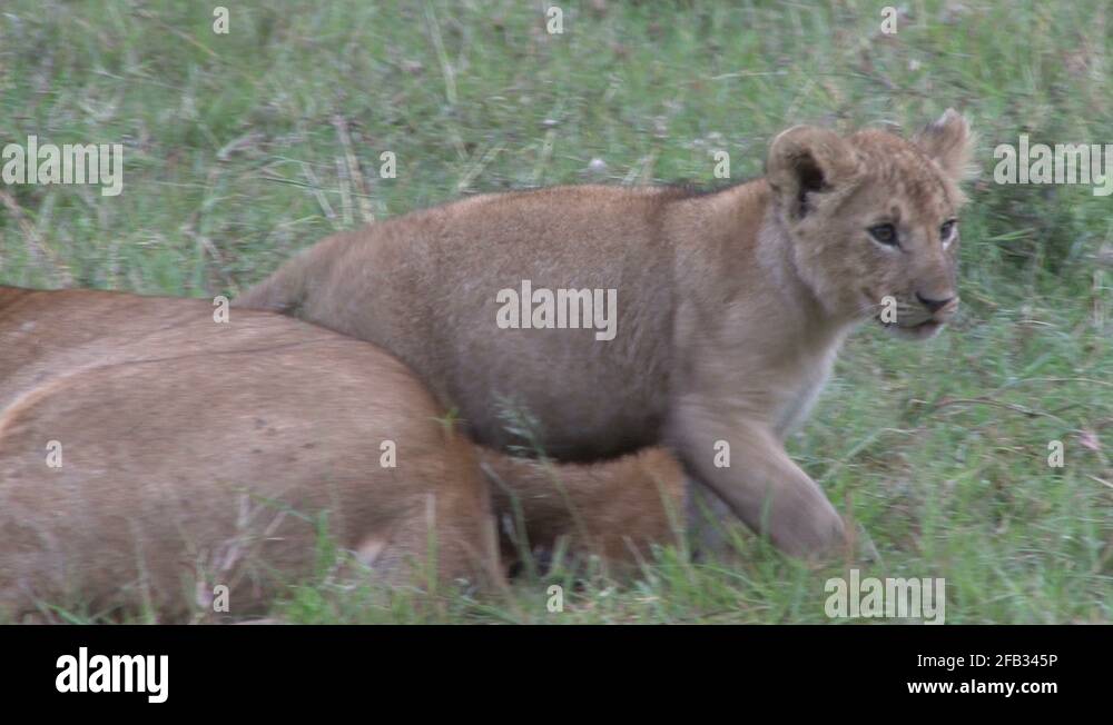 Small carnivores Stock Videos & Footage - HD and 4K Video Clips - Alamy