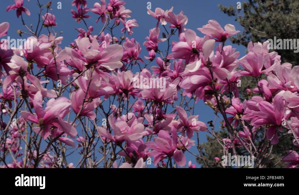 Tree of flowers Stock Videos & Footage - HD and 4K Video Clips - Alamy