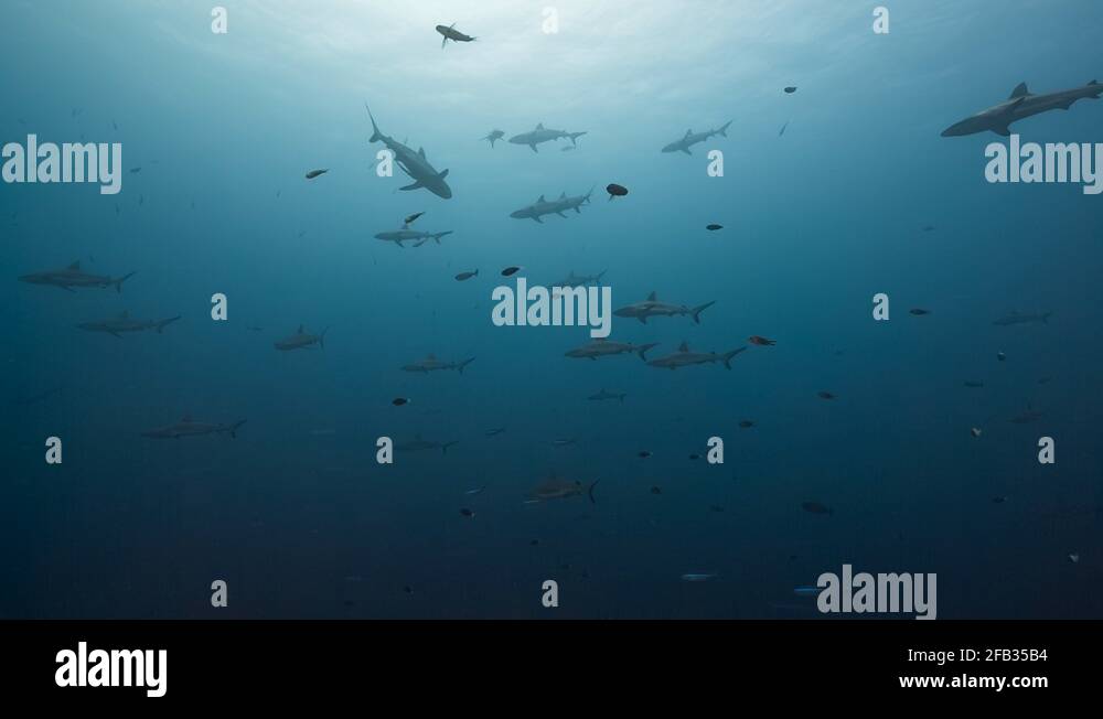 Shark sanctuary Stock Videos & Footage - HD and 4K Video Clips - Alamy