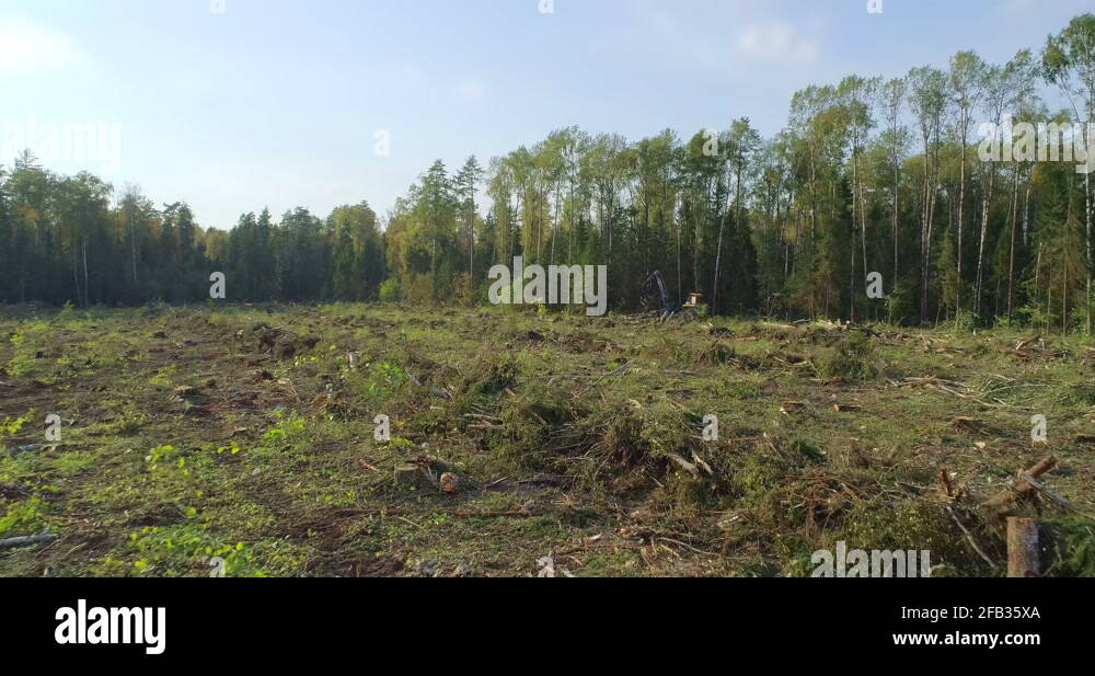 Logging machine cutting down trees, cutting branches and fold the ...