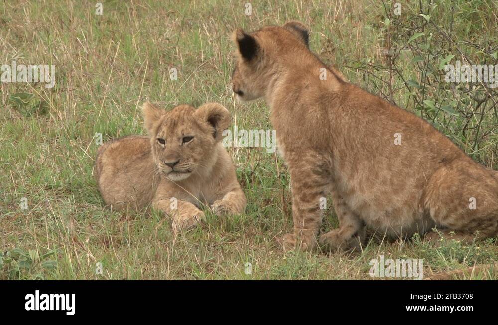 Full lion Stock Videos & Footage - HD and 4K Video Clips - Alamy