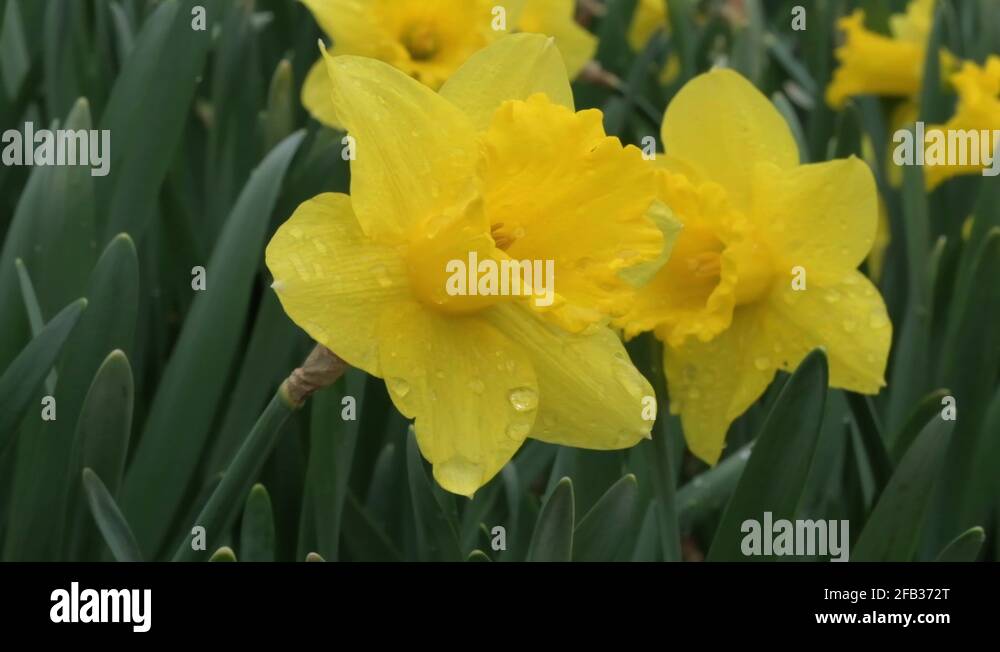 Little water drops Stock Videos & Footage - HD and 4K Video Clips - Alamy