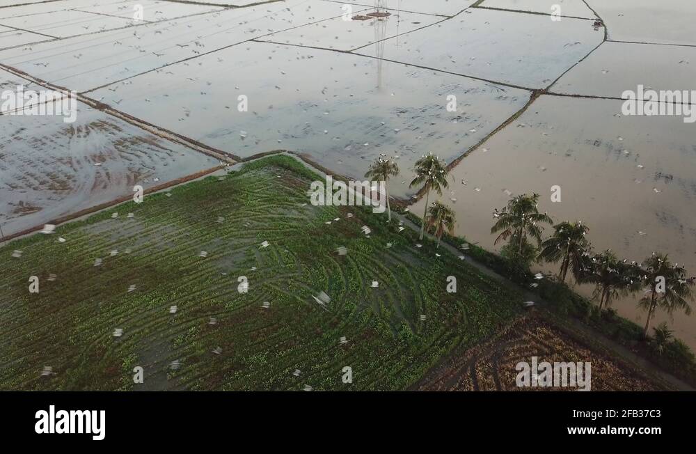 Static aerial view down across panels of farming flooded paddy fields ...