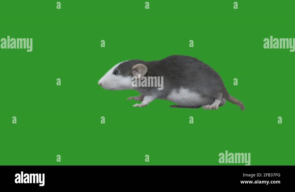 Rat sniffing Stock Videos & Footage - HD and 4K Video Clips - Alamy