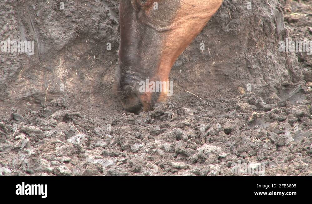 African salt Stock Videos & Footage - HD and 4K Video Clips - Alamy
