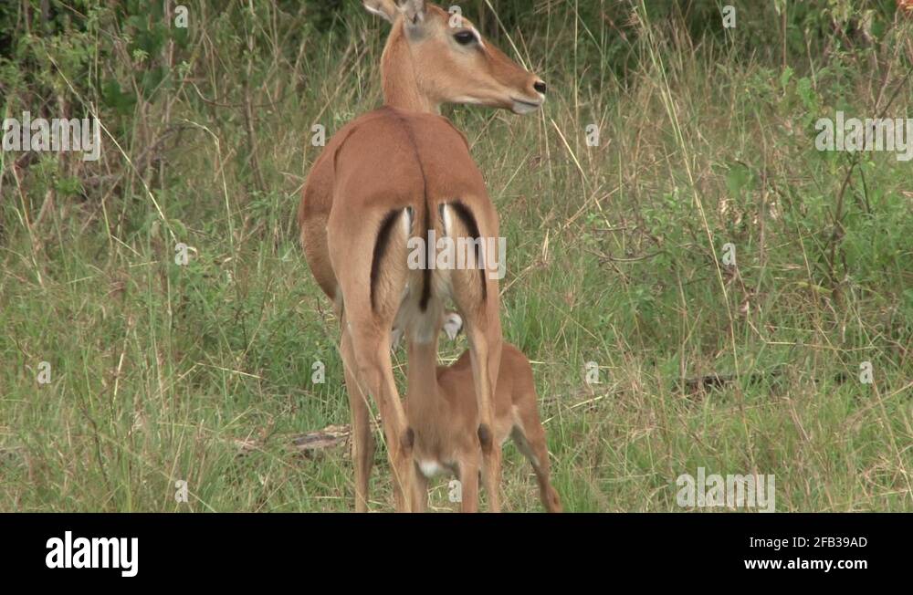 Baby gazelle Stock Videos & Footage - HD and 4K Video Clips - Alamy