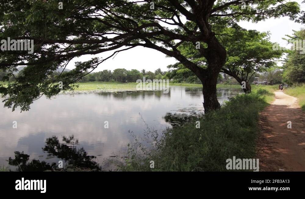 Smooth shot of a tree with green branches reflecting on water at a ...