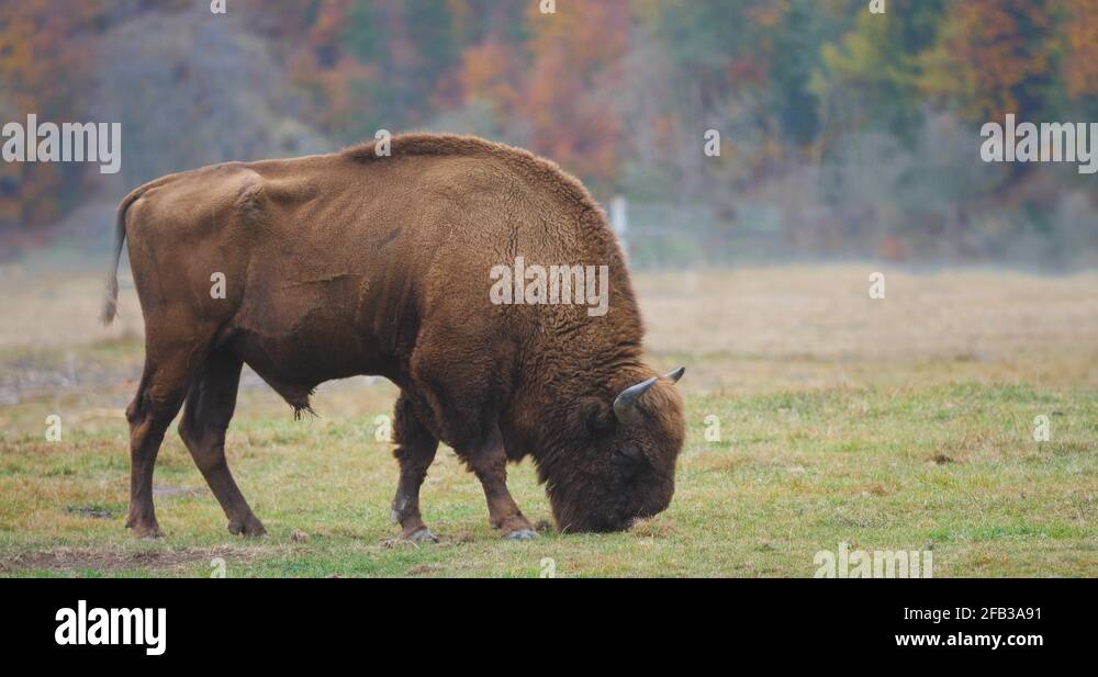 Wisent bison grass Stock Videos & Footage - HD and 4K Video Clips - Alamy