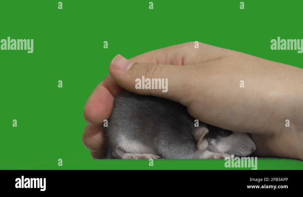 dumbo rat and human hand on green screen Stock Video Footage - Alamy