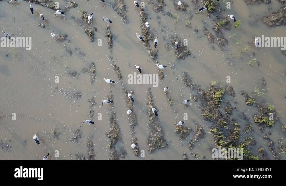 Mud piles Stock Videos & Footage - HD and 4K Video Clips - Alamy