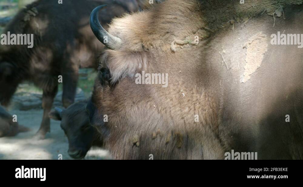 Bison profile Stock Videos & Footage - HD and 4K Video Clips - Alamy