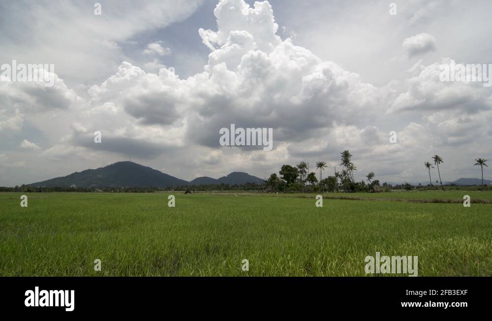 Background coconut trees Stock Videos & Footage - HD and 4K Video Clips ...
