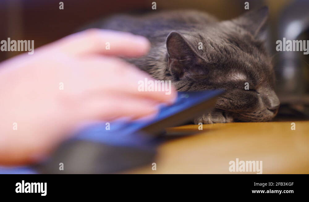 Cat sleeping on computer desk while cat owner working with PC typing on ...
