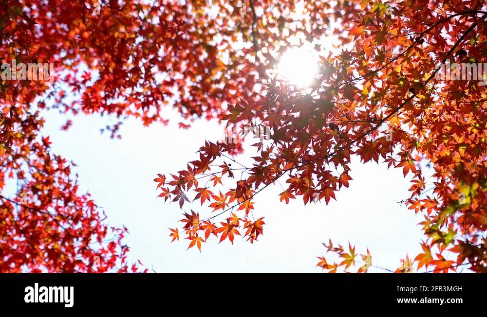 Sun shake Stock Videos & Footage - HD and 4K Video Clips - Alamy